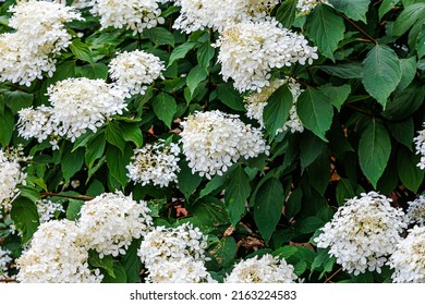 White Hydrangea Paniculata Bloom Closeup Best Stock Photo 2163224583 ...