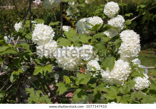 828 Snowball Hydrangea Images, Stock Photos & Vectors | Shutterstock