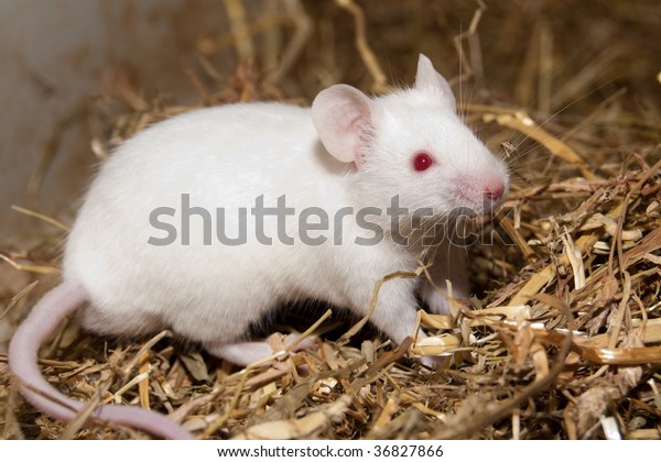 White Lab Mouse Stock Photo 36827866 | Shutterstock