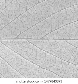 White Leaf Texture Closeup Background Stock Photo 1479843893 | Shutterstock