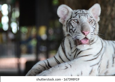White Leopard Stock Photo 167398919 | Shutterstock