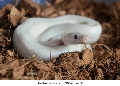pitón blanco de bola de mascota Foto de stock 2059816436 | Shutterstock