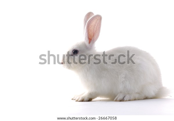 1,962 imágenes de White rabit - Imágenes, fotos y vectores de stock ...