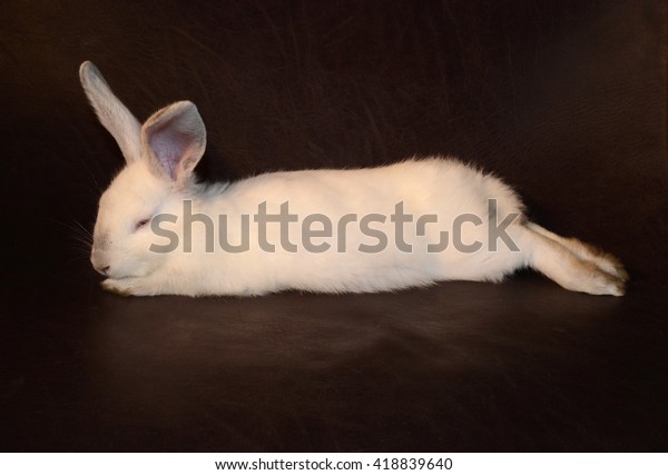 White Rabbit Lying Down 스톡 사진(지금 편집) 418839640