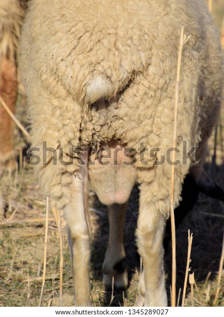 White Ram Big Testicles Ram Maker Stock Photo 1345289027 | Shutterstock