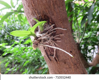 White Root On Mango Tree On Stock Photo 710552440 | Shutterstock