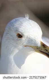 5,544 Seagull pose Images, Stock Photos & Vectors | Shutterstock