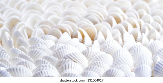 White Seashells Close Background Stock Photo 131004917 | Shutterstock