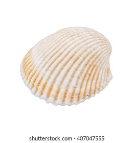 White Shell Isolated Over White Background Stock Photo 407047555 ...