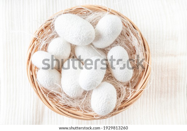 2,004 imágenes de Cocoon shell - Imágenes, fotos y vectores de stock ...