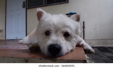 148 Dog laydown Images, Stock Photos & Vectors | Shutterstock