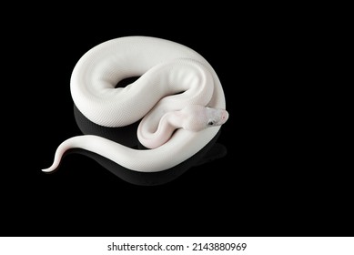 19.455 Python black and white Gambar, Foto Stok & Vektor | Shutterstock