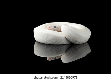 White Snake Ball Royal Python Isolated Stock Photo 2143880971 ...