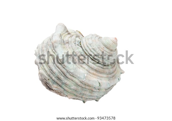White Spiral Shell Isolated On White Stock Photo 93473578 | Shutterstock
