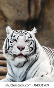 White Bengal Tiger White Tiger Recessive Stock Photo (Edit Now) 121162201