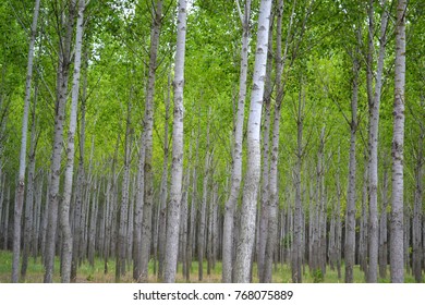 White Tree Trunks Forest Stock Photo 768075889 | Shutterstock