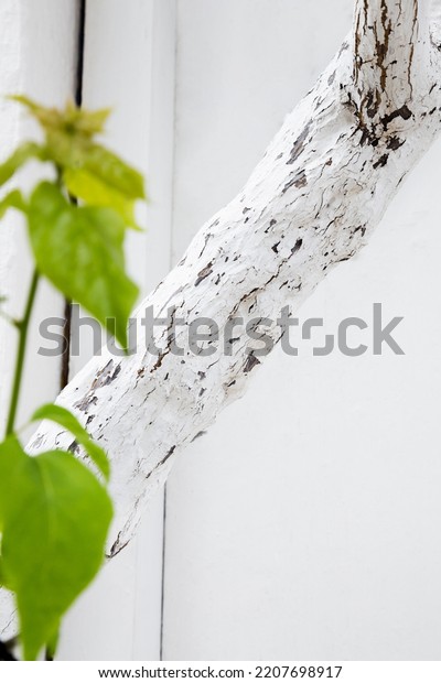 White Wall Texture Background White Tree Stock Photo 2207698917 ...