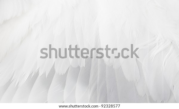 White Wing Close Stock Photo 92328577 | Shutterstock