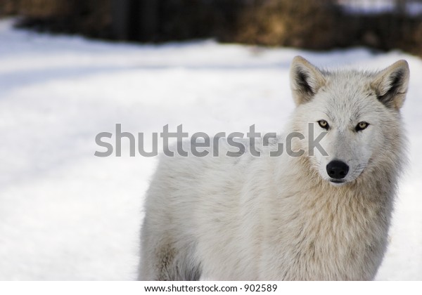 White Wolf Facing Forward Stock Photo (Edit Now) 902589