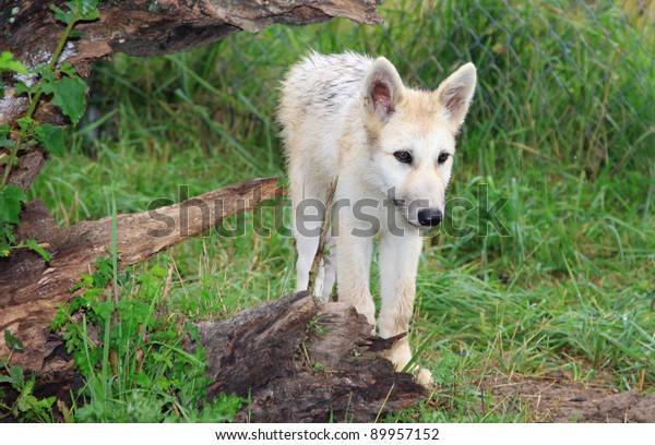 White Wolf Pup Stock Photo 89957152 | Shutterstock
