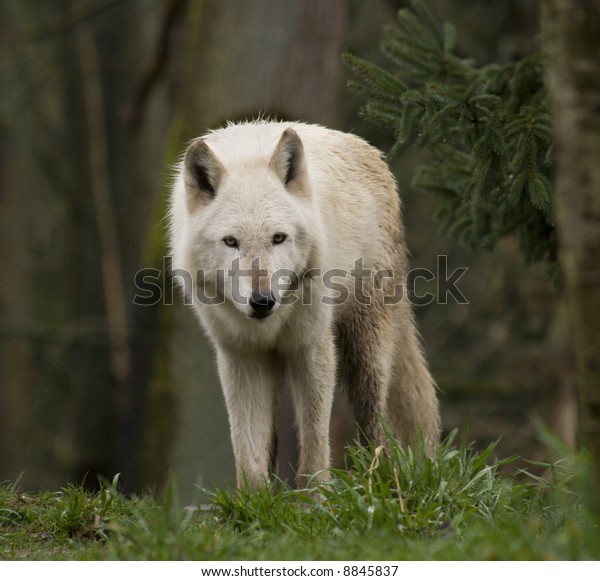 White Wolf Staring Crowd Stock Photo 8845837 | Shutterstock