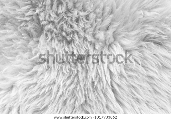 White Wool White Top Texture Background Stock Photo 1017903862 ...