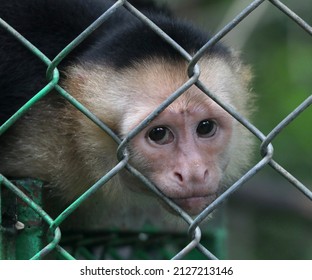 1,407 Monkeys on chains Images, Stock Photos & Vectors | Shutterstock