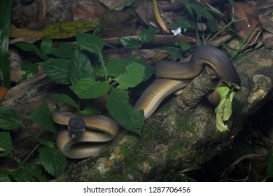 202 imágenes de White lipped python - Imágenes, fotos y vectores de ...