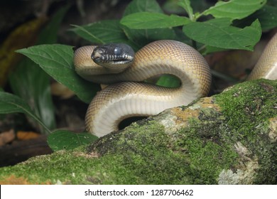 202 imágenes de White lipped python - Imágenes, fotos y vectores de ...