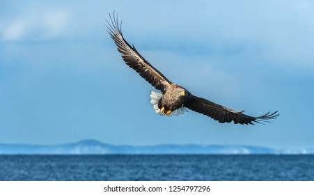 553 Eagle flying front view Images, Stock Photos & Vectors | Shutterstock