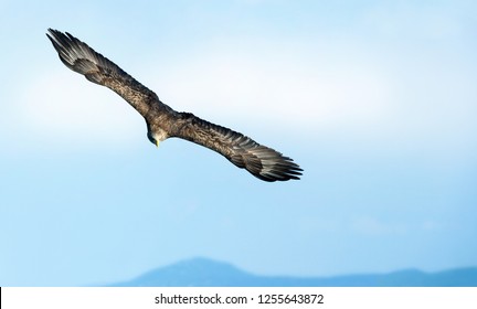 553 Eagle flying front view Images, Stock Photos & Vectors | Shutterstock