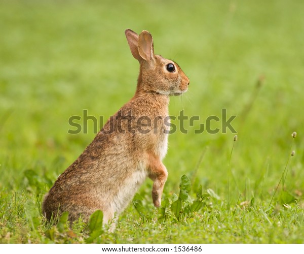 Whitetailed Hare Stock Photo 1536486 | Shutterstock
