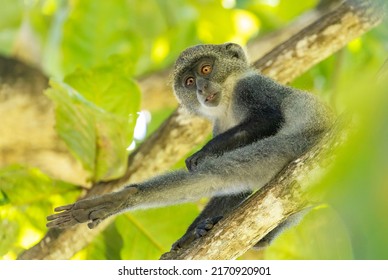 377 White throated monkey Images, Stock Photos & Vectors | Shutterstock