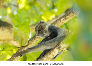 377 White throated monkey Images, Stock Photos & Vectors | Shutterstock