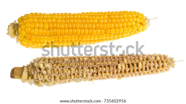 684 Corn Cob Empty Stock Photos, Images & Photography | Shutterstock