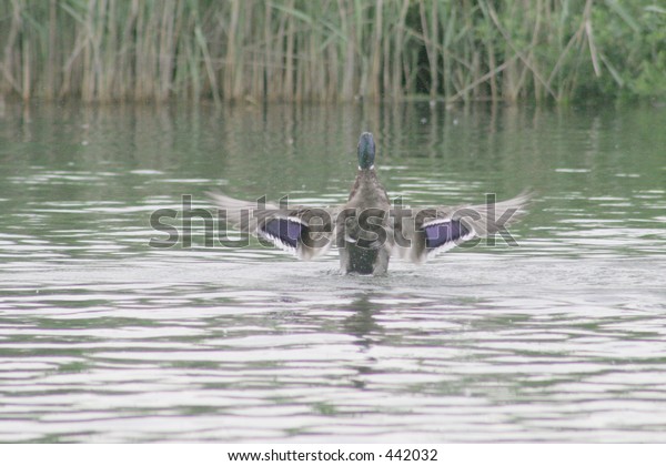 Wid Bird Start Fly Stock Photo 442032 | Shutterstock