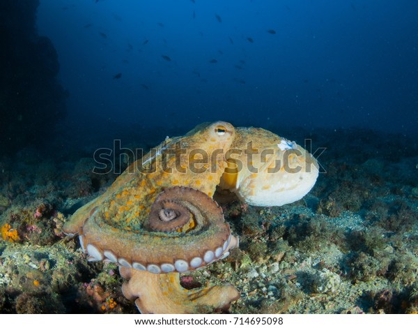 Wide Angle Shoot Common Octopus Octopus Stock Photo 714695098 ...