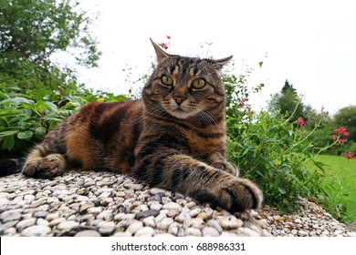 Wide Angle View Angry Looking Cat Stock Photo 688986331 | Shutterstock