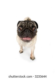 3,532 Dog wide angle Stock Photos, Images & Photography | Shutterstock