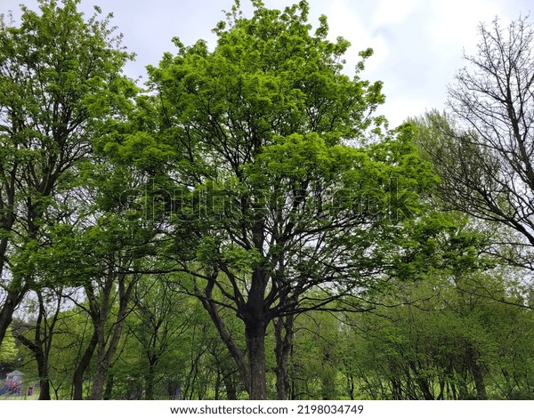 Wide Multiple Branched Tree Stock Photo 2198034749 | Shutterstock