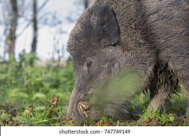 5,653 imágenes de Wild boar teeth - Imágenes, fotos y vectores de stock ...