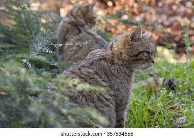Eurasian Wildcat Felis Silvestris Stock Photo 122415136 | Shutterstock