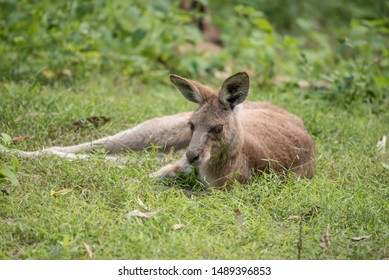 439 Kangaroo lying down Images, Stock Photos & Vectors | Shutterstock
