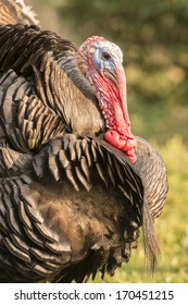 Wild Eastern Turkey Stock Photo 170451215 | Shutterstock