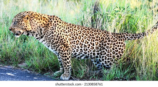 292 Cat in position to attack Images, Stock Photos & Vectors | Shutterstock