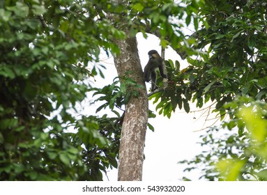 16 Moustached guenon Images, Stock Photos & Vectors | Shutterstock