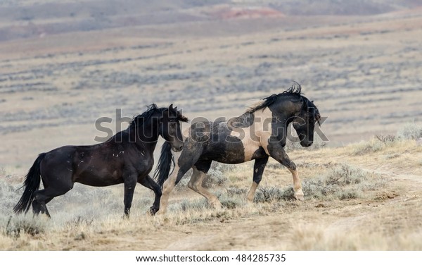 Wild Mustangs Stock Photo (Edit Now) 484285735