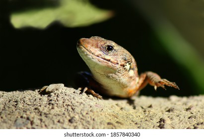 1,185 Lizard Position Images, Stock Photos & Vectors | Shutterstock