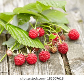 6,217 Wild raspberry bush Images, Stock Photos & Vectors | Shutterstock