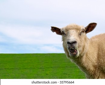 596 Sheep open mouth Images, Stock Photos & Vectors | Shutterstock